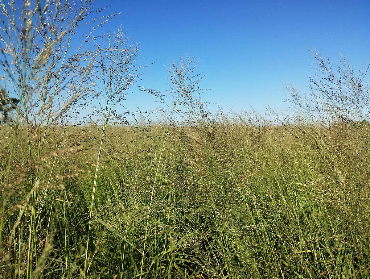 Market - GATTON PANIC