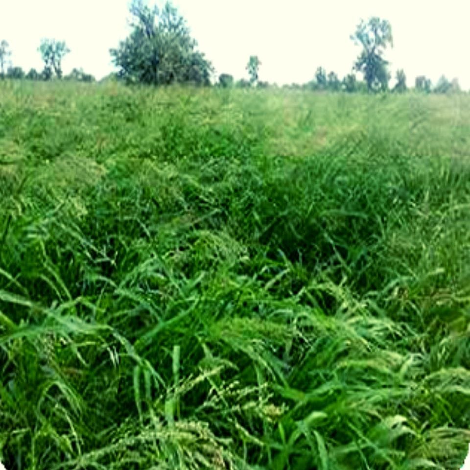 Market - GATTON PANIC