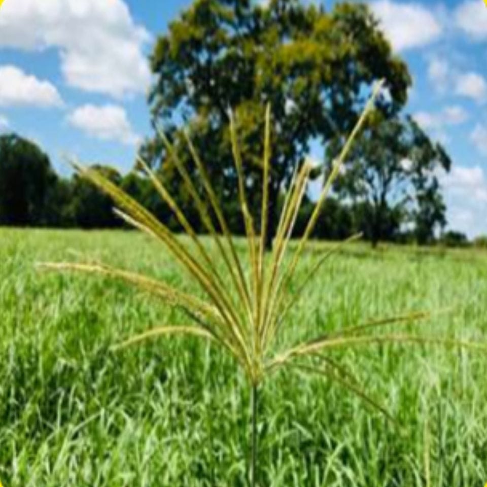 Market - CHLORIS GAYANA CV. GRAMA RHODES CALLIDE